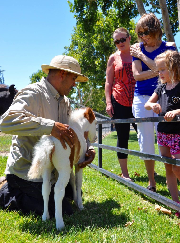 Quicksilver Miniature Horse Ranch for sale - Santa Ynez Valley Star